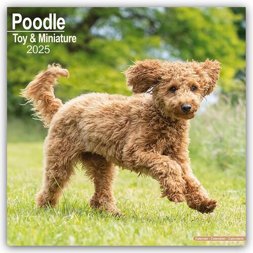 Poodle (Toy & Miniature) Calendar 2025 Square Dog Breed Wall Calendar ...