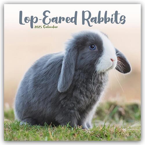 Rabbits - Lop Eared Calendar 2025 Square Animal Wall Calendar - 16 ...